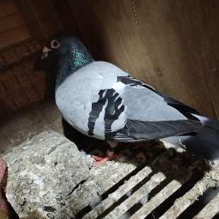 Merpati Indonesia - Media Informasi dan Aplikasi Merpati