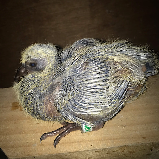 Merpati Indonesia - Media Informasi dan Aplikasi Merpati