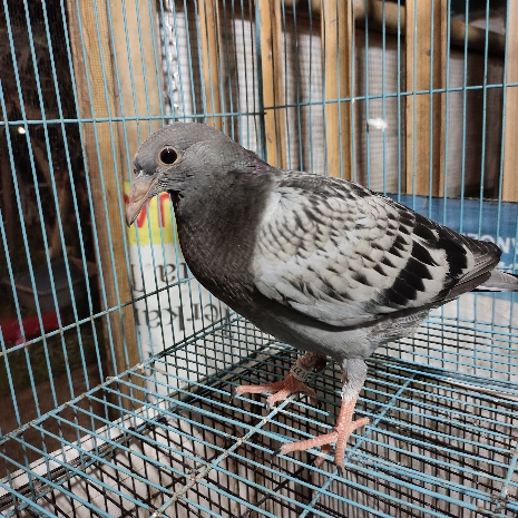 Merpati Indonesia - Media Informasi dan Aplikasi Merpati