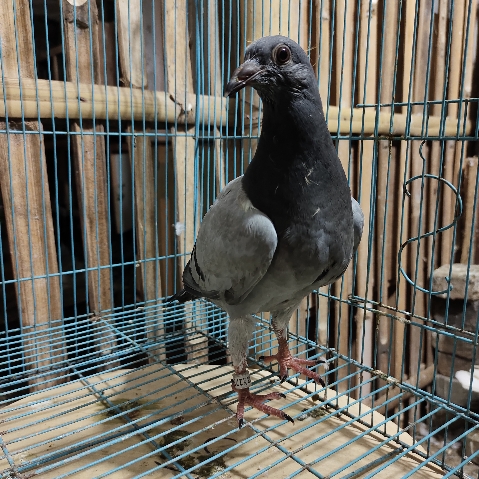 Merpati Indonesia - Media Informasi dan Aplikasi Merpati