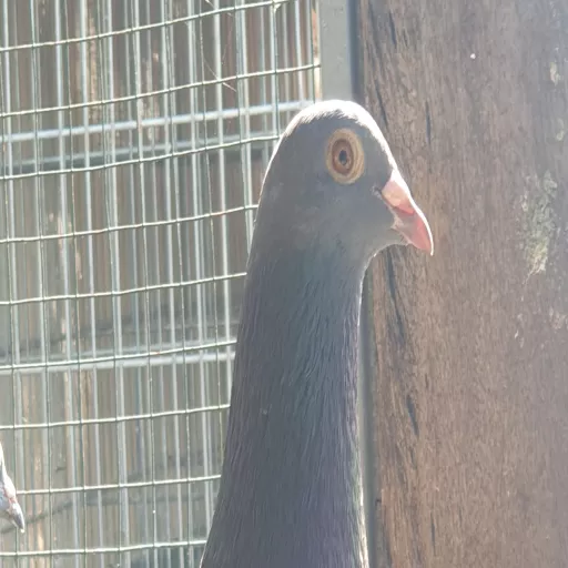 MerpatiID - Media Informasi dan Aplikasi Merpati