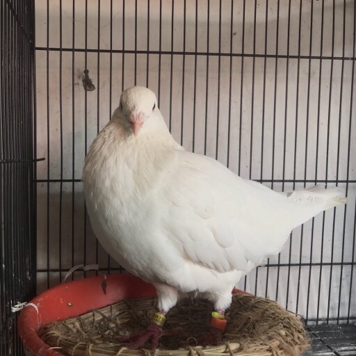 Merpati Indonesia - Media Informasi dan Aplikasi Merpati