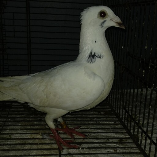 MerpatiID - Media Informasi dan Aplikasi Merpati