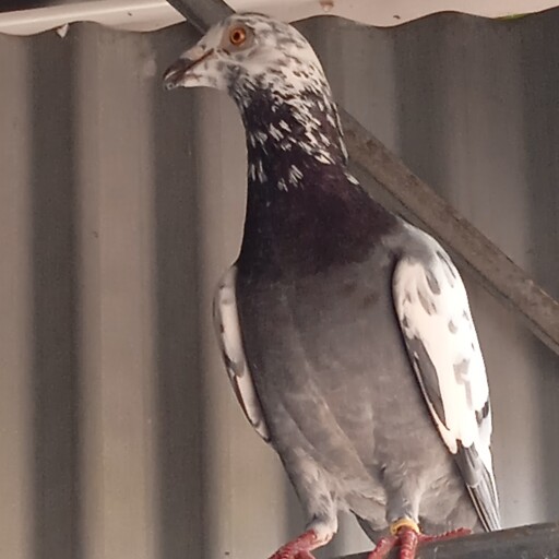 MerpatiID - Media Informasi dan Aplikasi Merpati