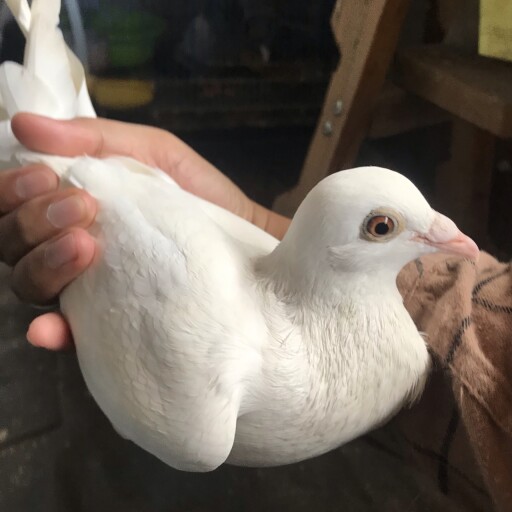 Merpati Indonesia - Media Informasi dan Aplikasi Merpati