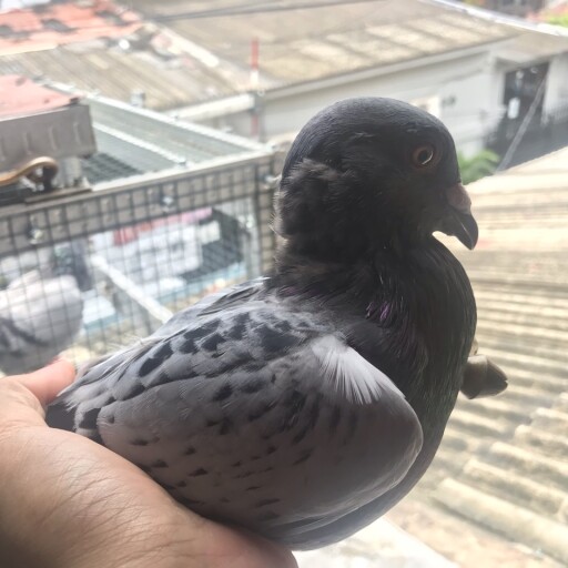 Merpati Indonesia - Media Informasi dan Aplikasi Merpati