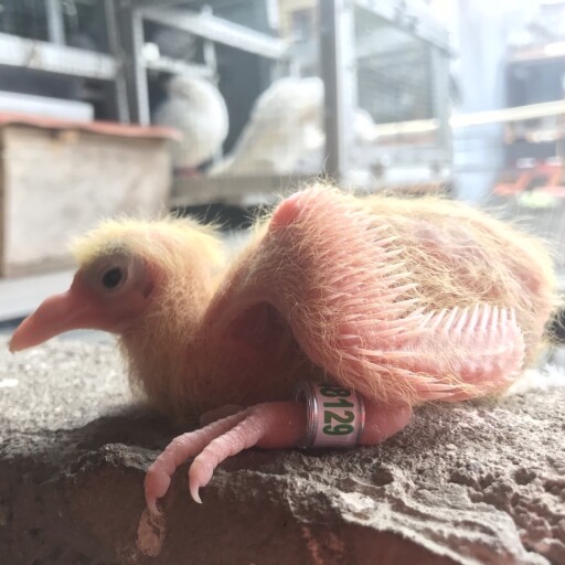 Merpati Indonesia - Media Informasi dan Aplikasi Merpati