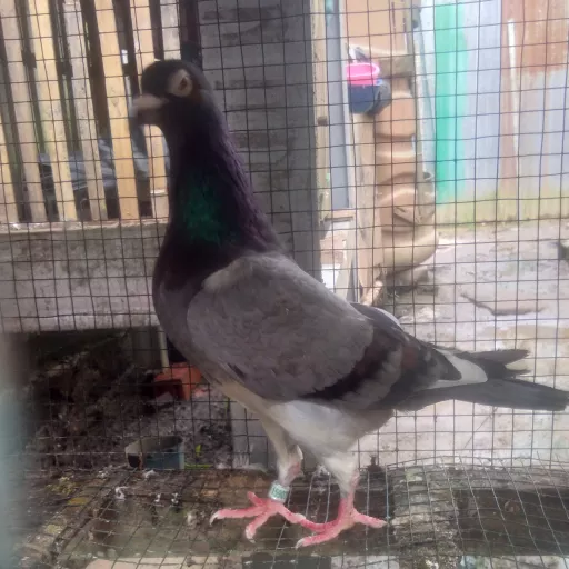 MerpatiID - Media Informasi dan Aplikasi Merpati