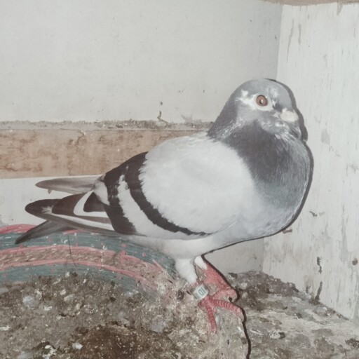 MerpatiID - Merpati Indonesia - Media Informasi dan Aplikasi Merpati