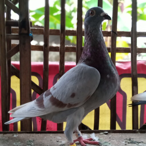 MerpatiID - Media Informasi dan Aplikasi Merpati