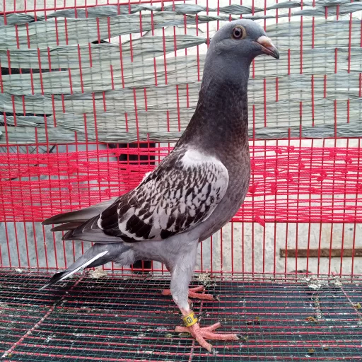 MerpatiID - Media Informasi dan Aplikasi Merpati