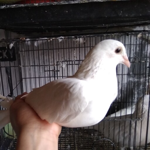 Merpati Indonesia - Media Informasi dan Aplikasi Merpati