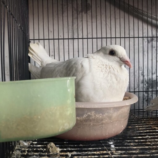 Merpati Indonesia - Media Informasi dan Aplikasi Merpati