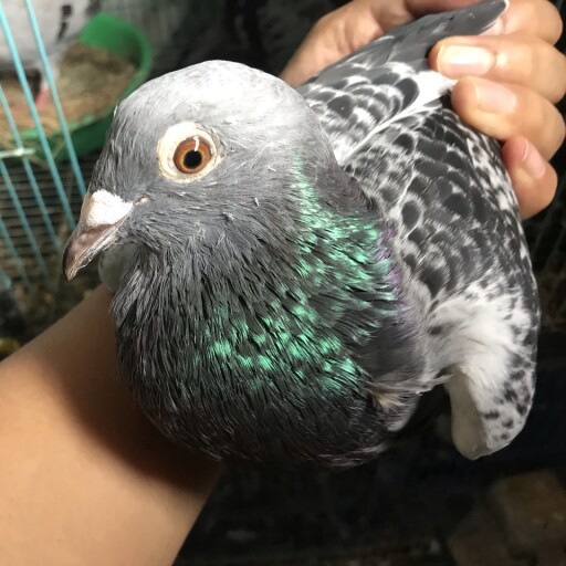 Merpati Indonesia - Media Informasi dan Aplikasi Merpati