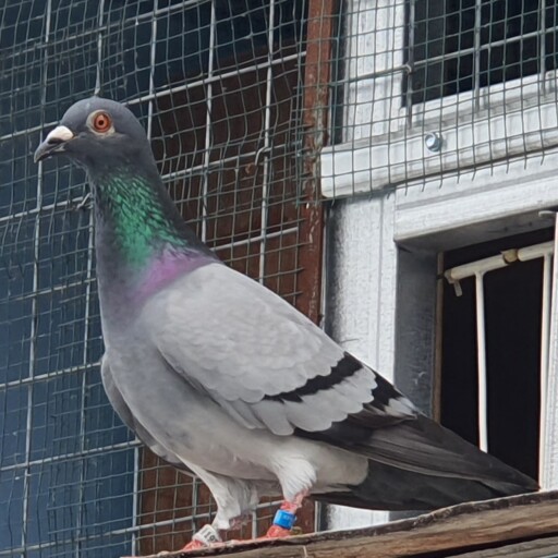 Merpati Indonesia - Media Informasi dan Aplikasi Merpati