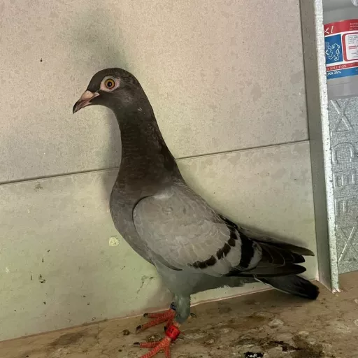 MerpatiID - Media Informasi dan Aplikasi Merpati