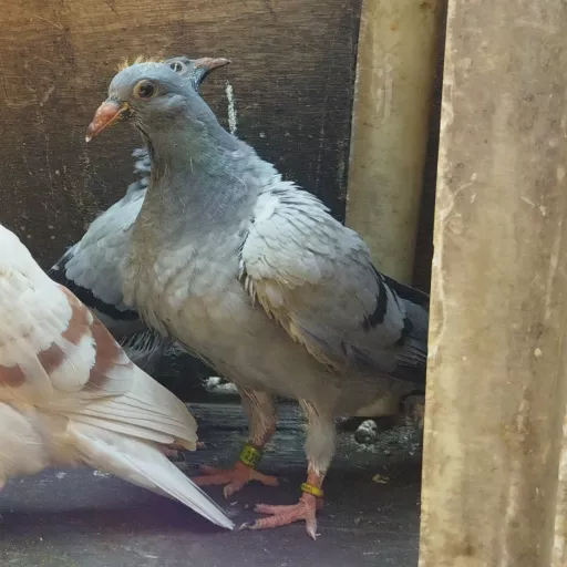 MerpatiID - Media Informasi dan Aplikasi Merpati