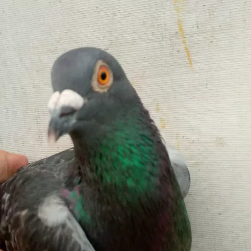 MerpatiID - Media Informasi dan Aplikasi Merpati