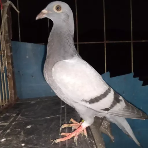 MerpatiID - Media Informasi dan Aplikasi Merpati