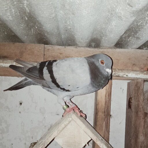 MerpatiID - Media Informasi dan Aplikasi Merpati