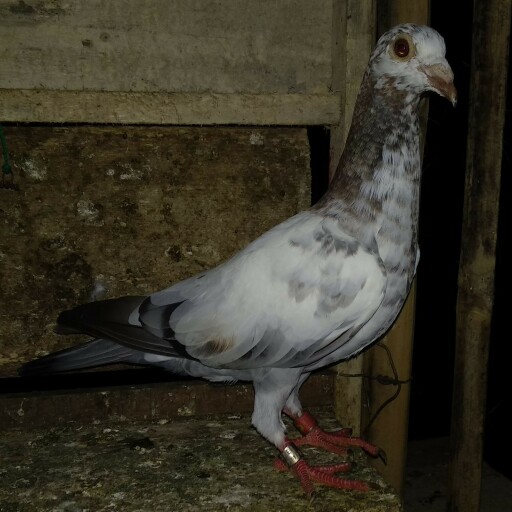 MerpatiID - Media Informasi dan Aplikasi Merpati