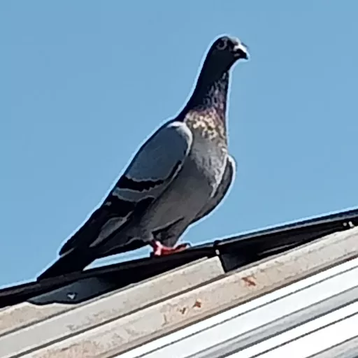 MerpatiID - Media Informasi dan Aplikasi Merpati