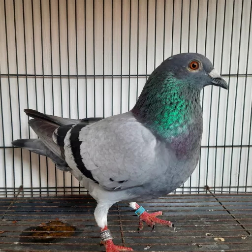 MerpatiID - Media Informasi dan Aplikasi Merpati