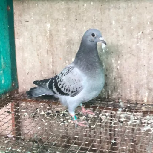 MerpatiID - Media Informasi dan Aplikasi Merpati