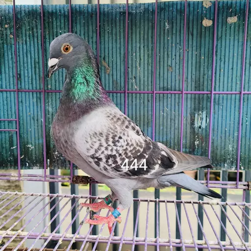 MerpatiID - Media Informasi dan Aplikasi Merpati