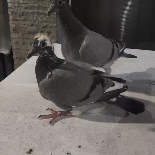 MerpatiID - Media Informasi dan Aplikasi Merpati