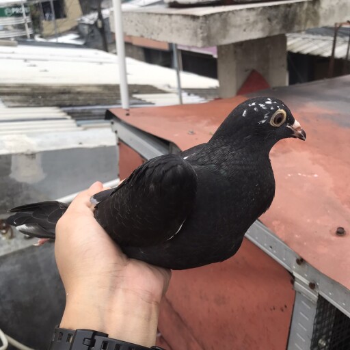 MerpatiID - Merpati Indonesia - Media Informasi dan Aplikasi Merpati