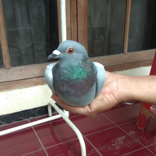 MerpatiID - Media Informasi dan Aplikasi Merpati